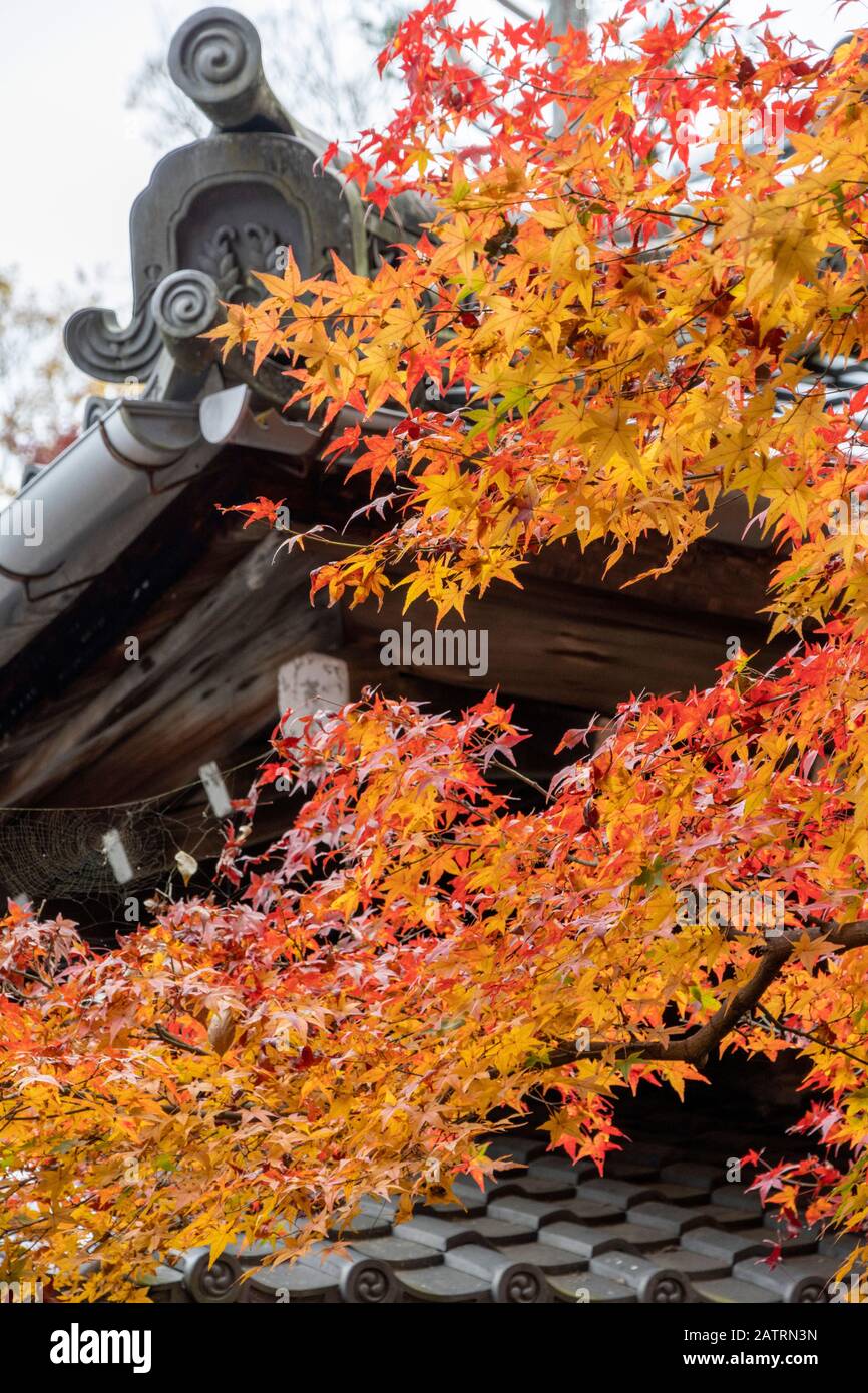 spectacular Fall foliage,, Shishen-do Temple, ,Kyoto, Japan Stock Photo ...