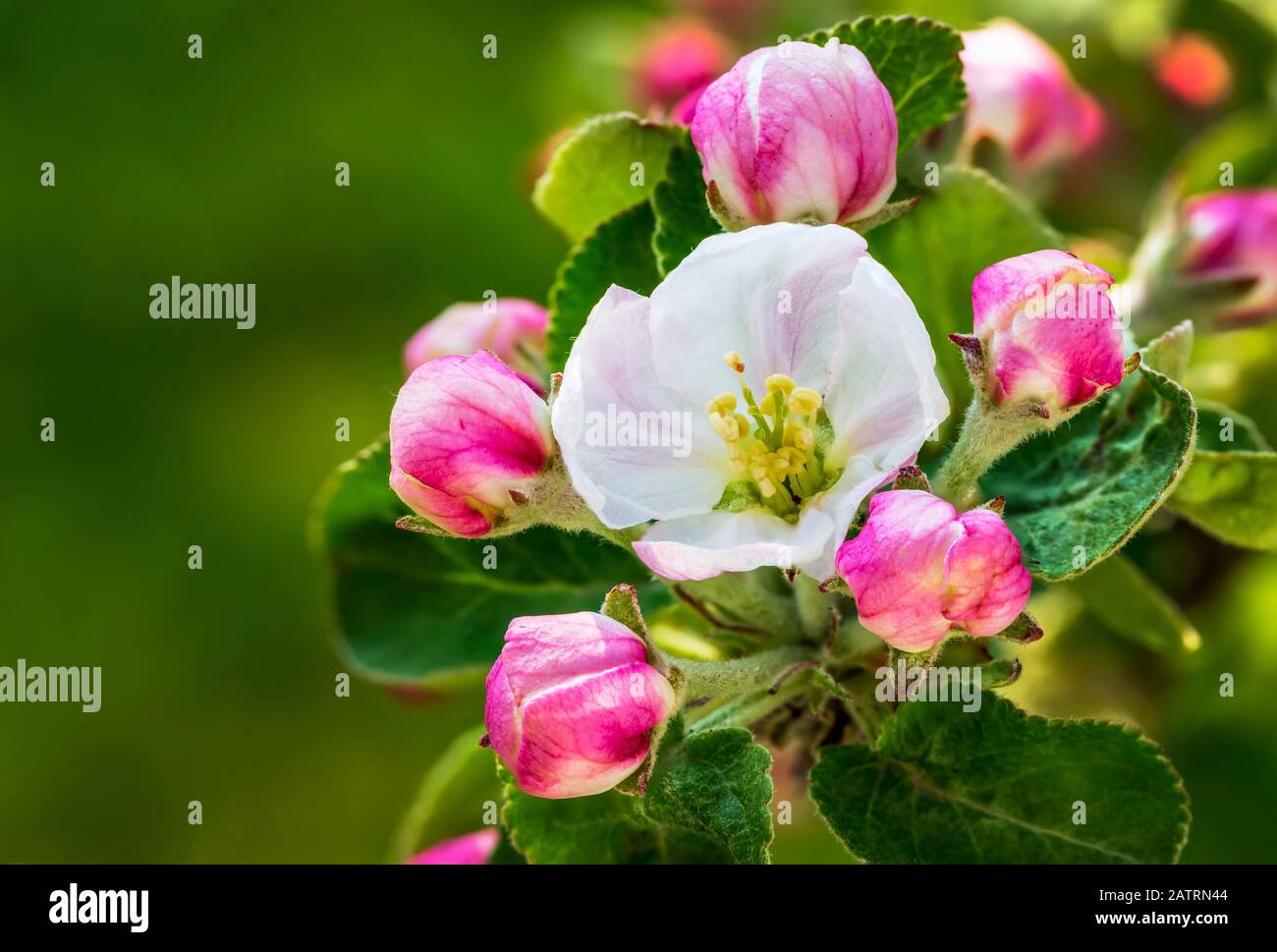 Beautiful flowering apple tree hi-res stock photography and images - Alamy
