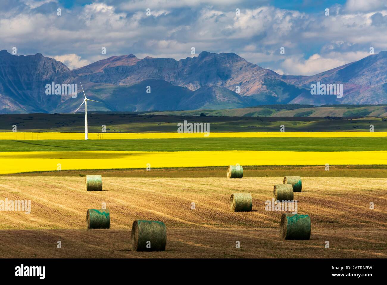 Hay bales in a cut field lit by the sun with fields of flowering canola ...