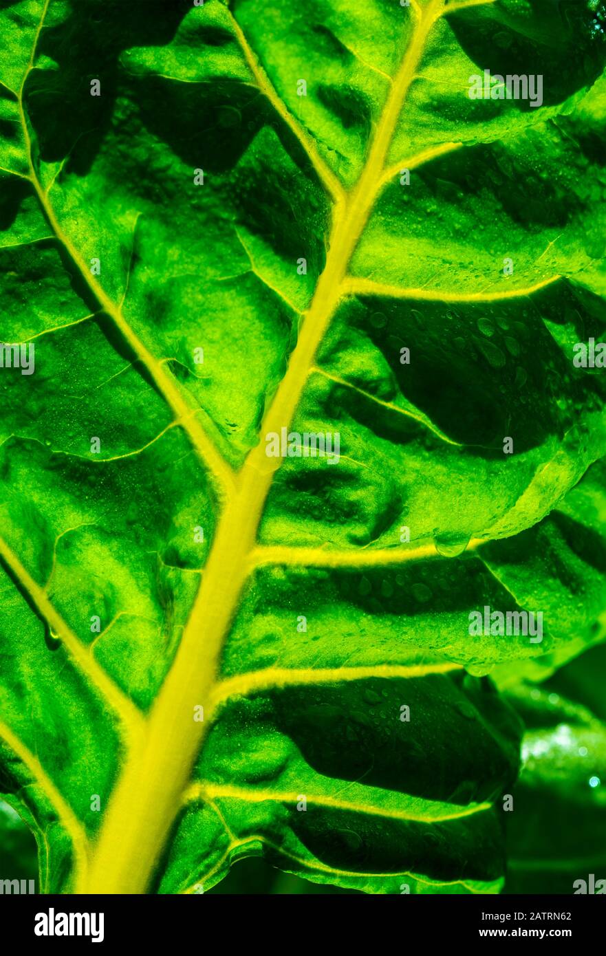 Vein Structure High Resolution Stock Photography and Images - Alamy