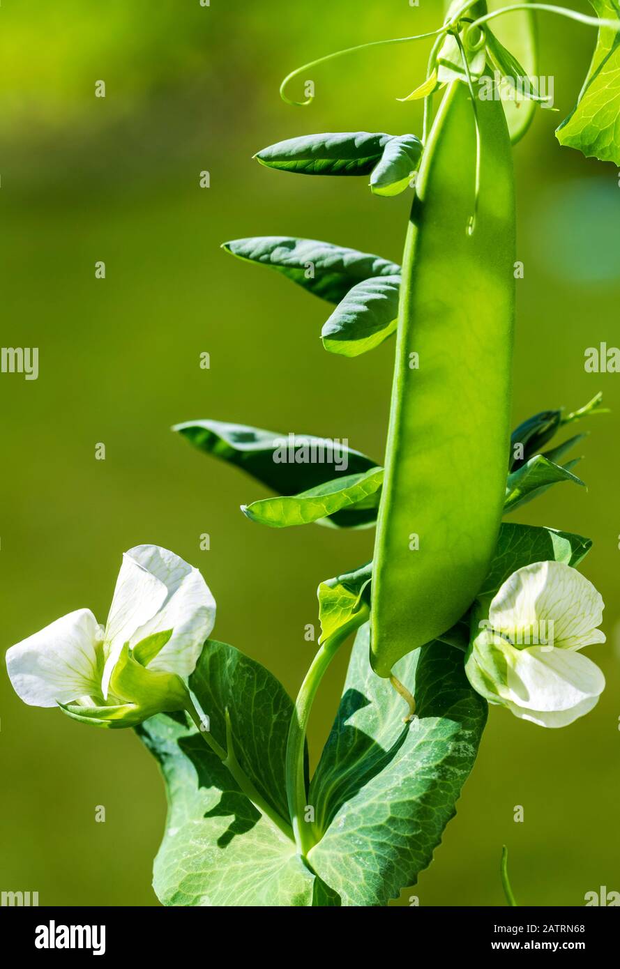 Pea pod flower hi-res stock photography and images - Alamy