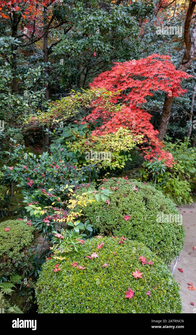 Fall foliage in Zen garden, Shishen-do Temple,Kyoto, Japan Stock Photo ...