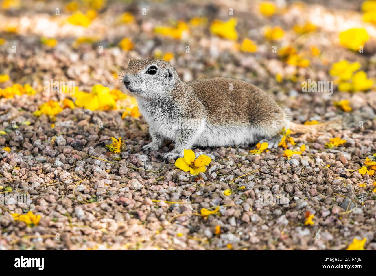 Round-tailed Ground Squirrel (Xerospermophilus tereticadus) on the ...