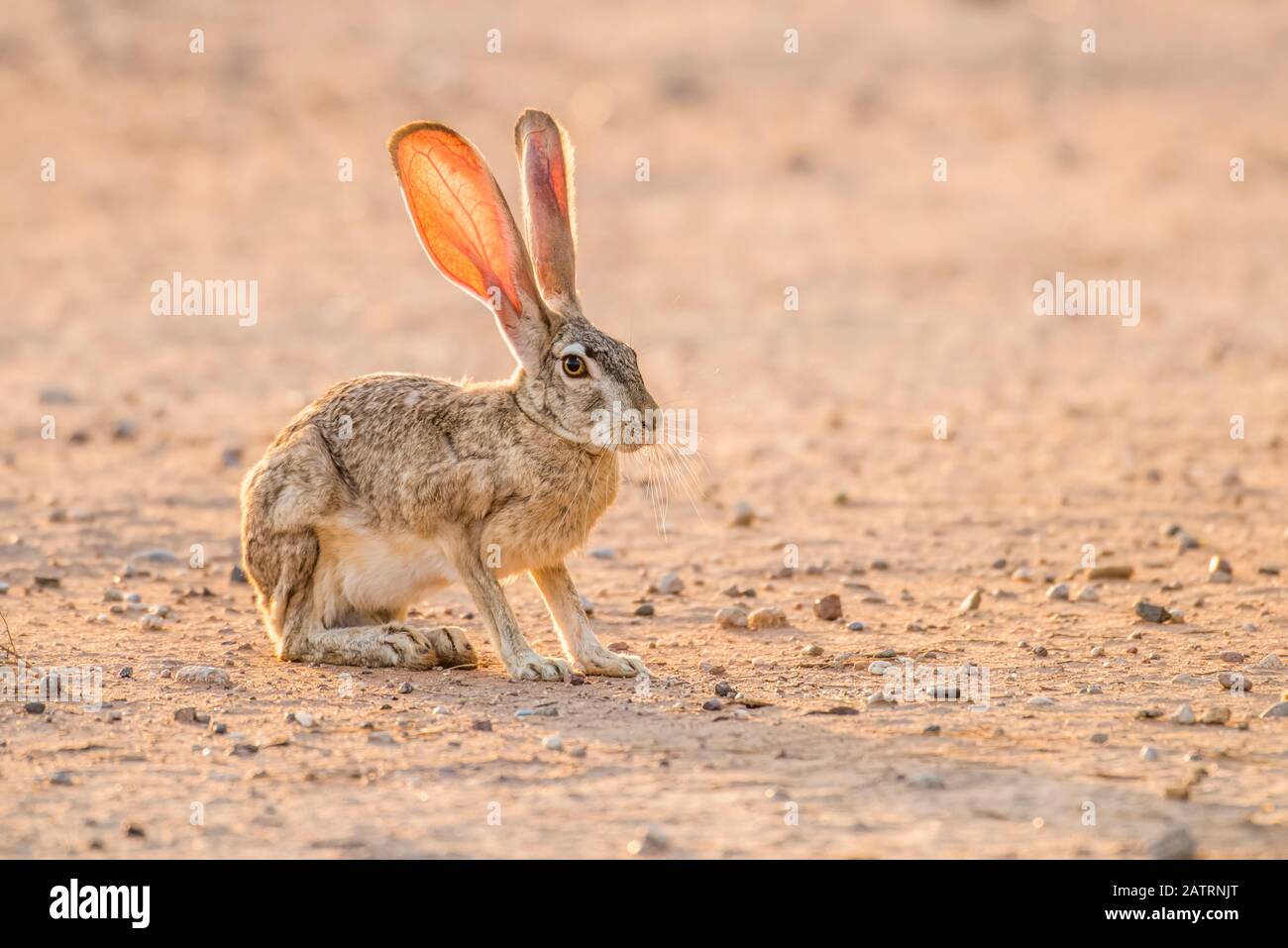 Bunny looking to the right hi-res stock photography and images - Alamy