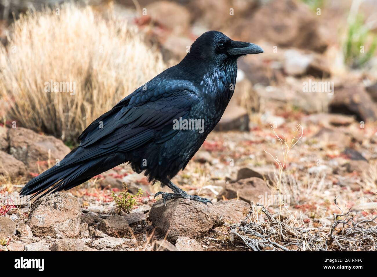 Side view of a Common Raven (Corvus corax) perched on the ground in ...