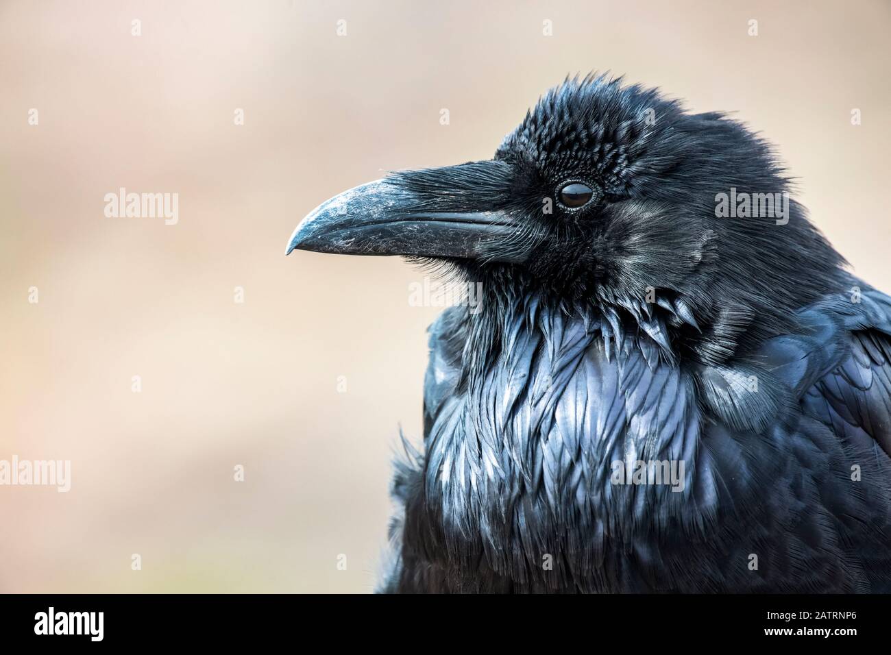 Raven portrait petrified forest hi-res stock photography and images - Alamy