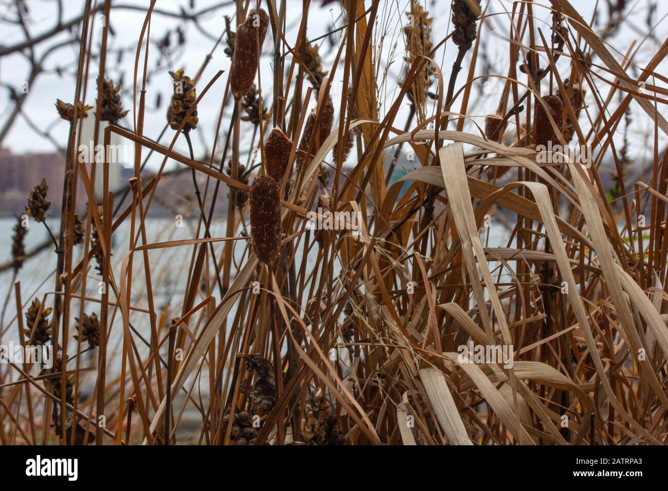 Dry reeds on the High Line, New York City Stock Photo - Alamy