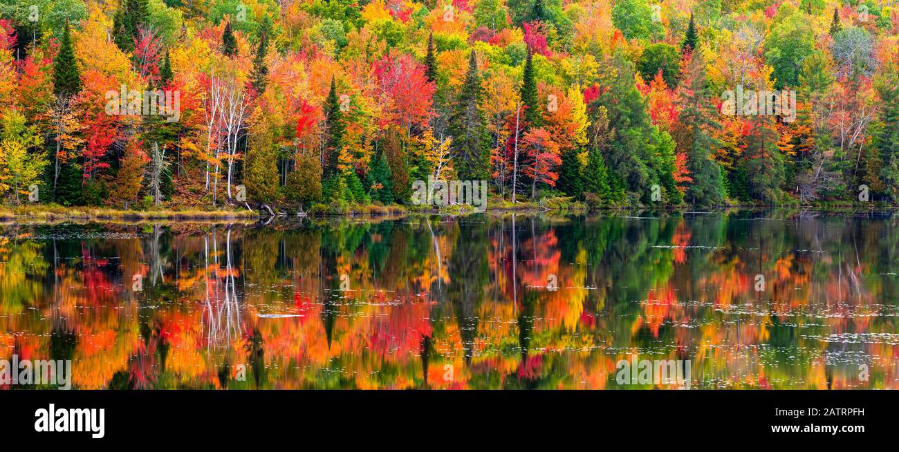 Vibrant autumn coloured foliage in a forest along a tranquil lake ...