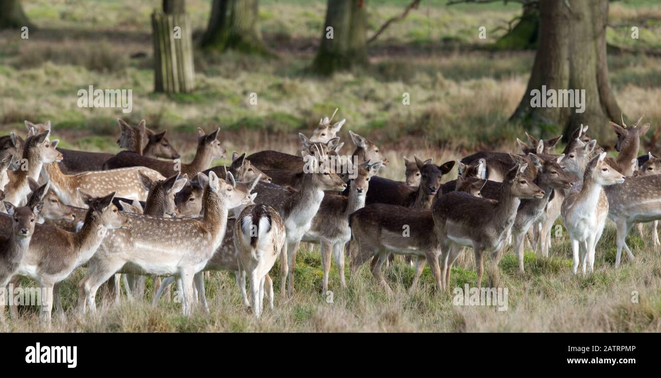 Open glade hi-res stock photography and images - Alamy