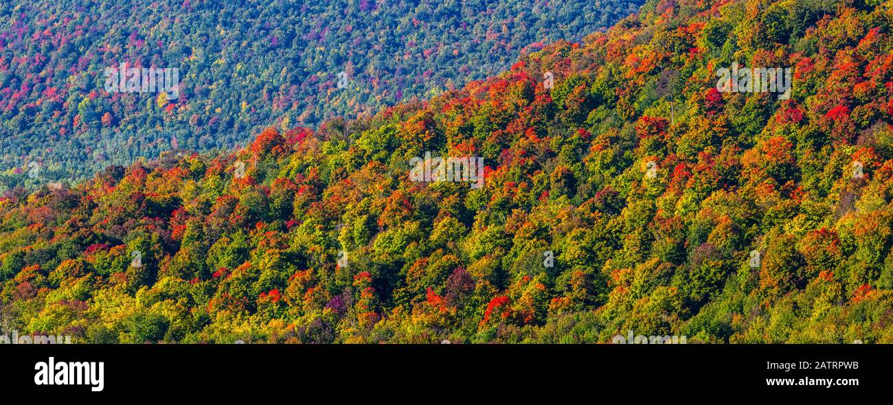 Coniferous Forest Quebec Canada High Resolution Stock Photography and ...