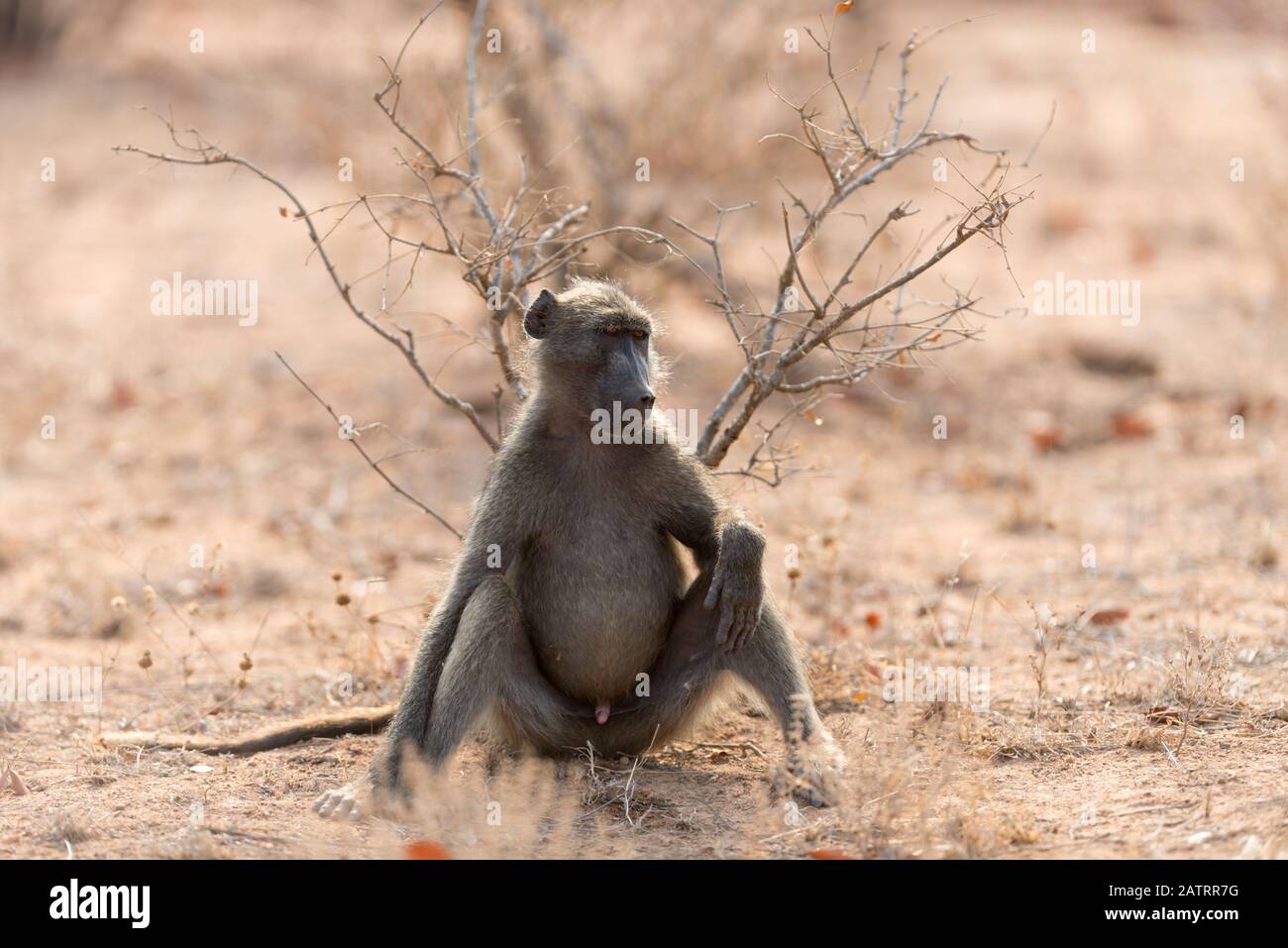 Baboon in the wilderness of Africa Stock Photo - Alamy