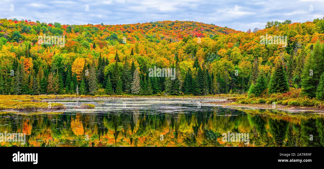 Vibrant autumn coloured foliage in a forest reflected in a tranquil ...