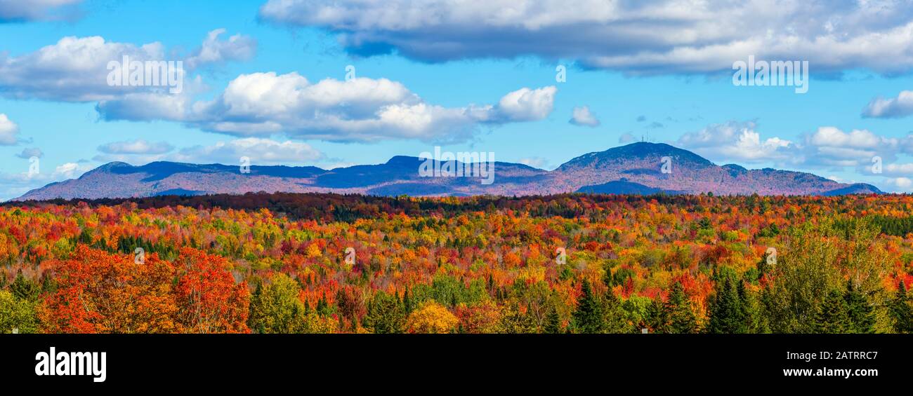 Vibrant autumn coloured foliage in the forest and the Laurentian ...