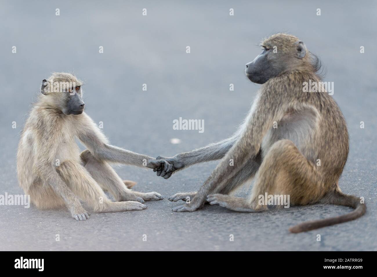 Baboon in the wilderness of Africa Stock Photo - Alamy