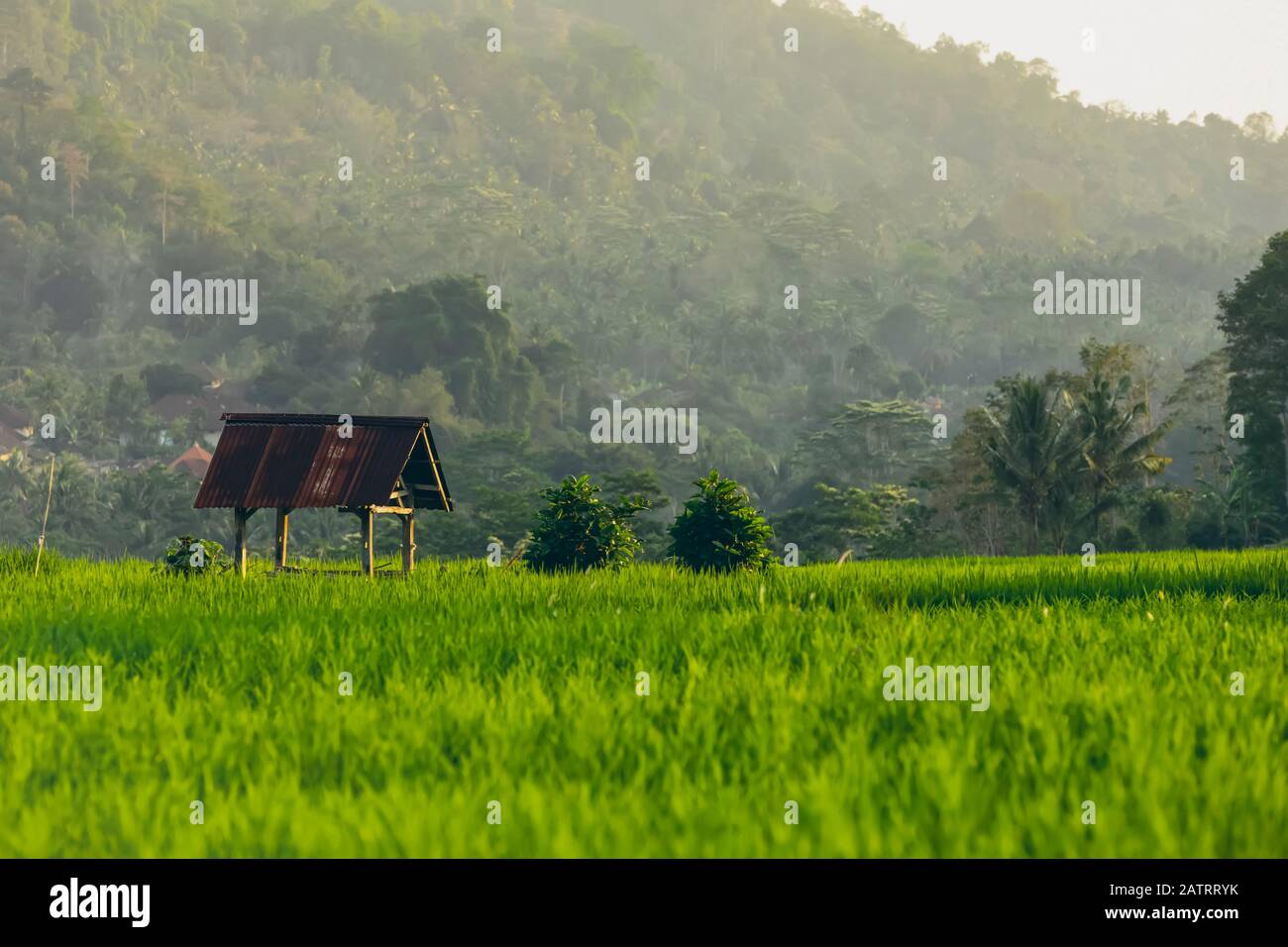 Misty rice terraces hi-res stock photography and images - Alamy