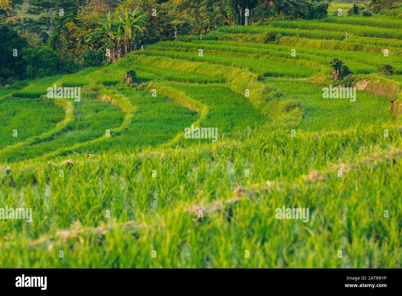 Lush green terraces hi-res stock photography and images - Alamy