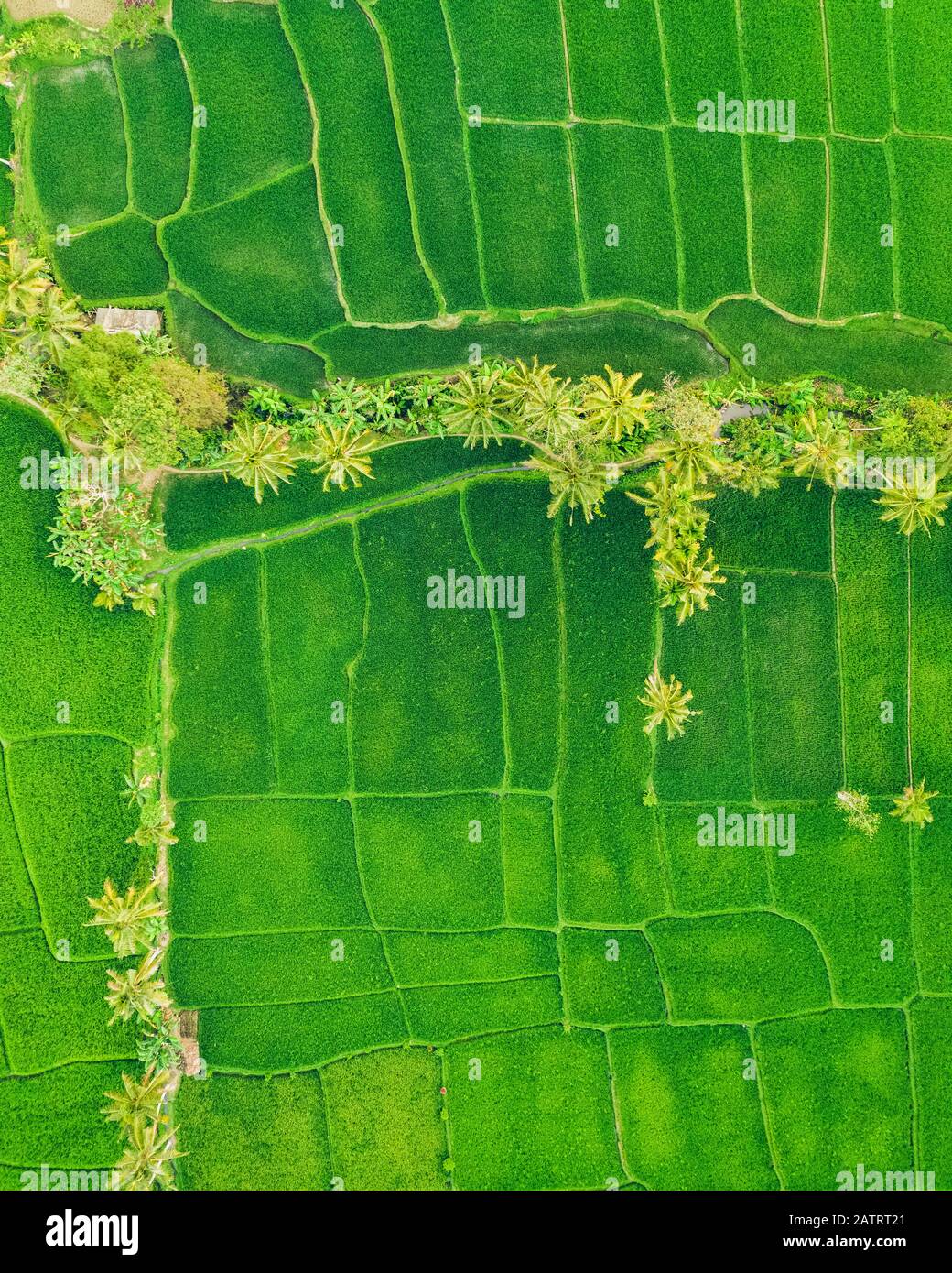 Drone view of rice fields; Licin, East Java, Java, Indonesia Stock ...