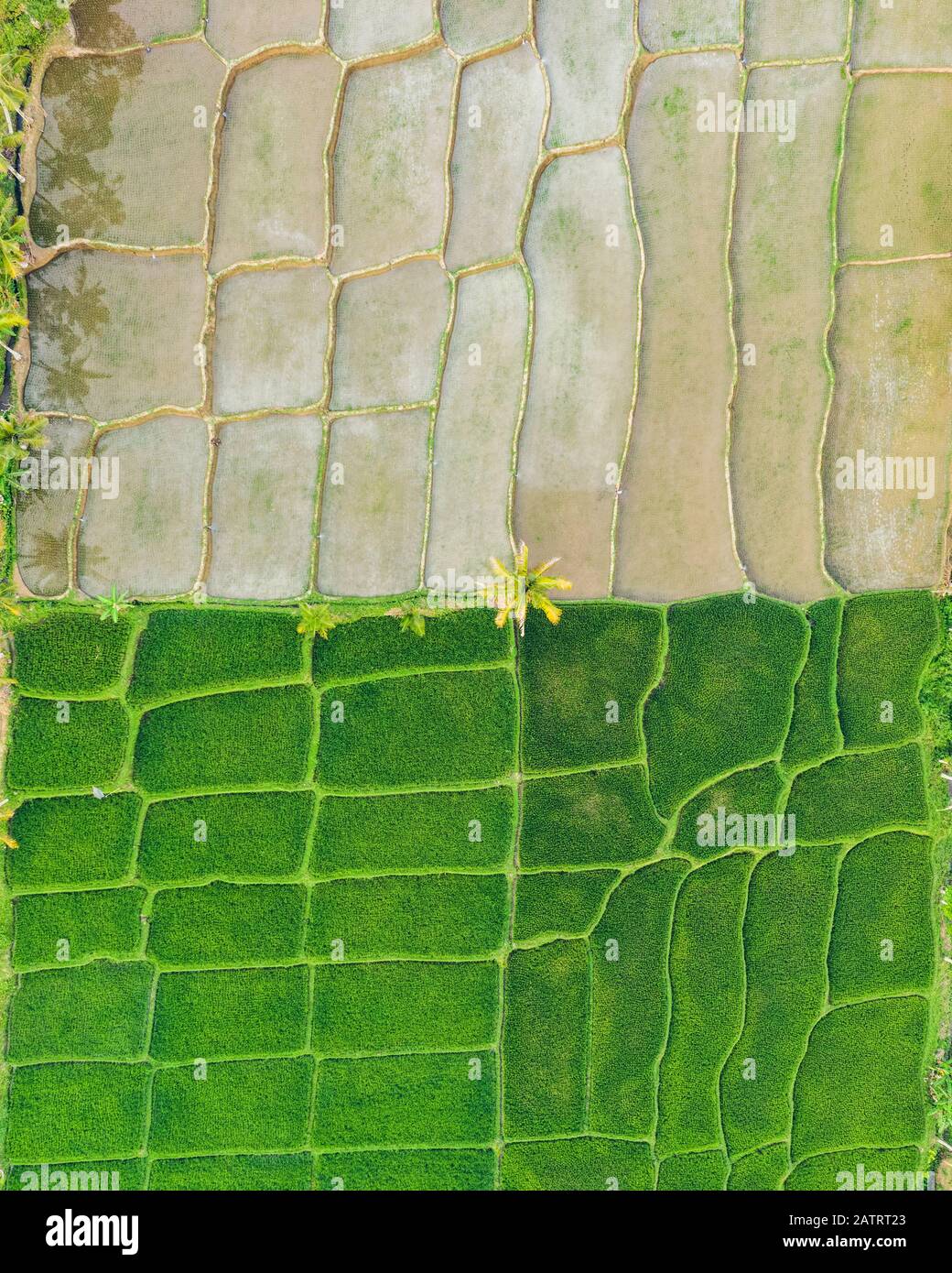 Drone rice fields hi-res stock photography and images - Alamy