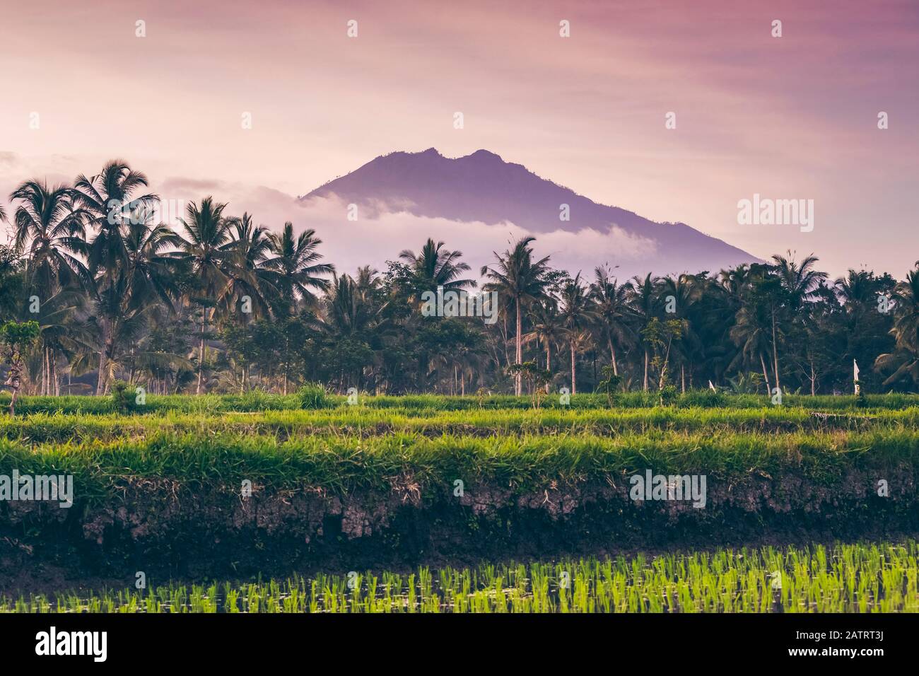 Java rice volcano hi-res stock photography and images - Alamy