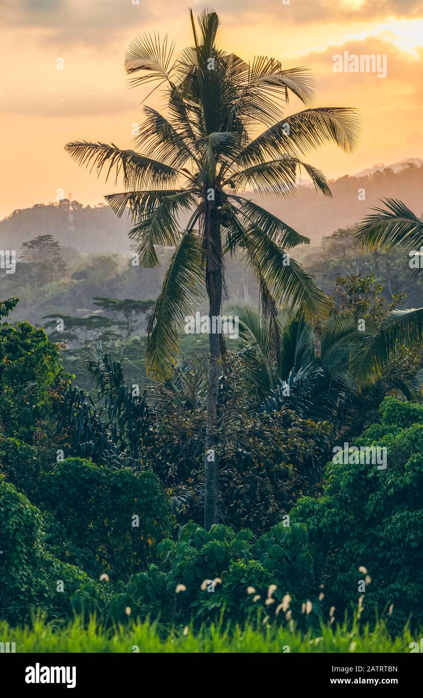 Golden rice terraces hi-res stock photography and images - Alamy