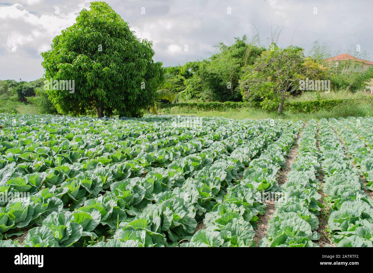 Otaheite Apple Tree In Cabbage Garden Stock Photo - Alamy
