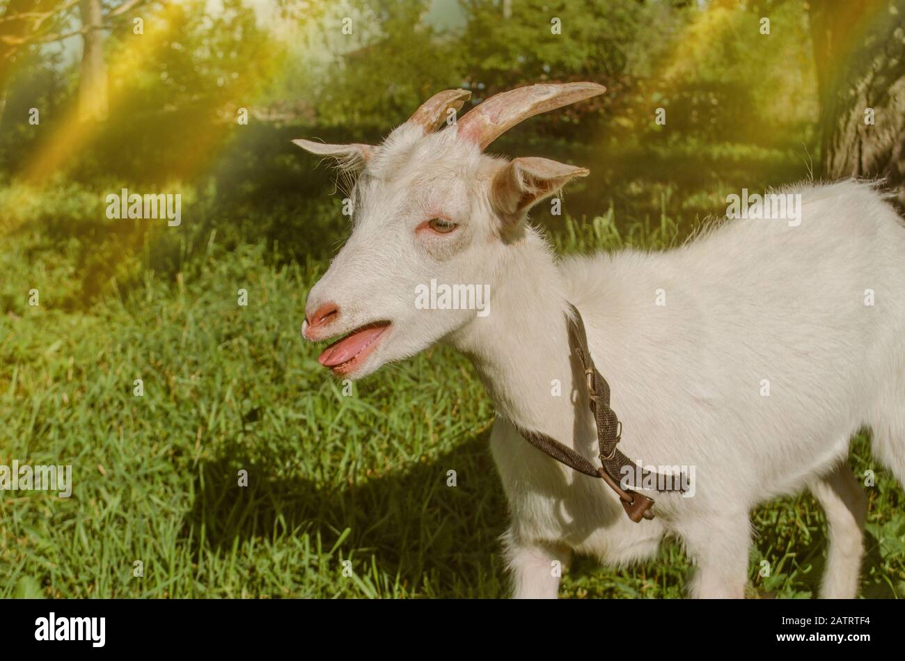 Juicy green grass and goats. Goat in a clearing with grass. Goat walks ...