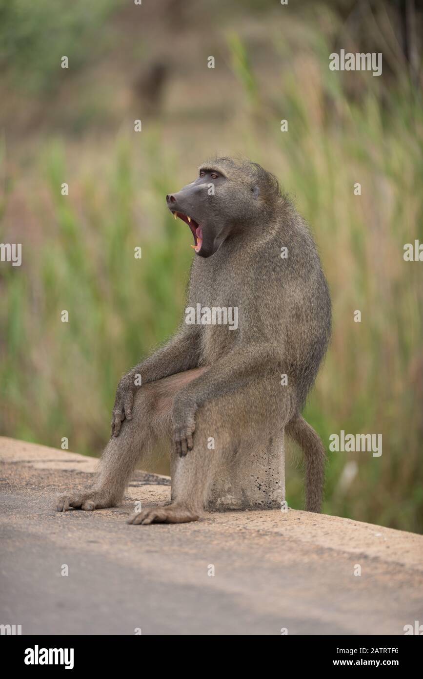 Baboons in savannah safari kenya hi-res stock photography and images ...