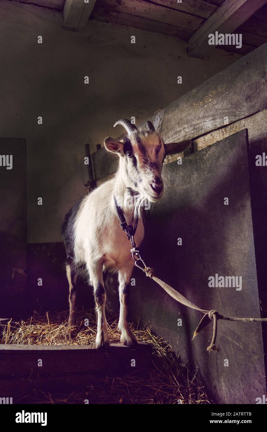 White goats in cote animal hi-res stock photography and images - Alamy