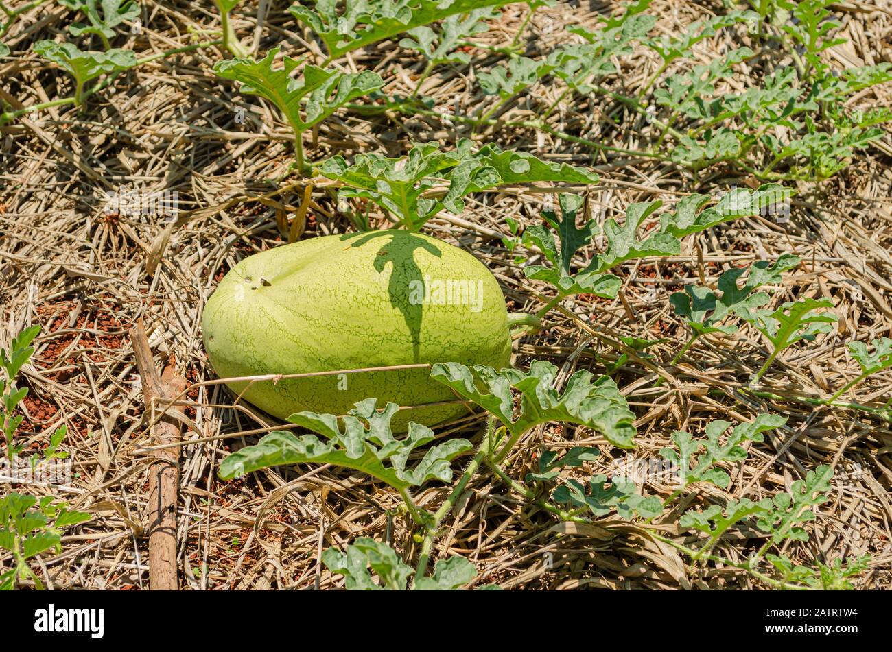 Watermelon In Garden Stock Photo - Alamy