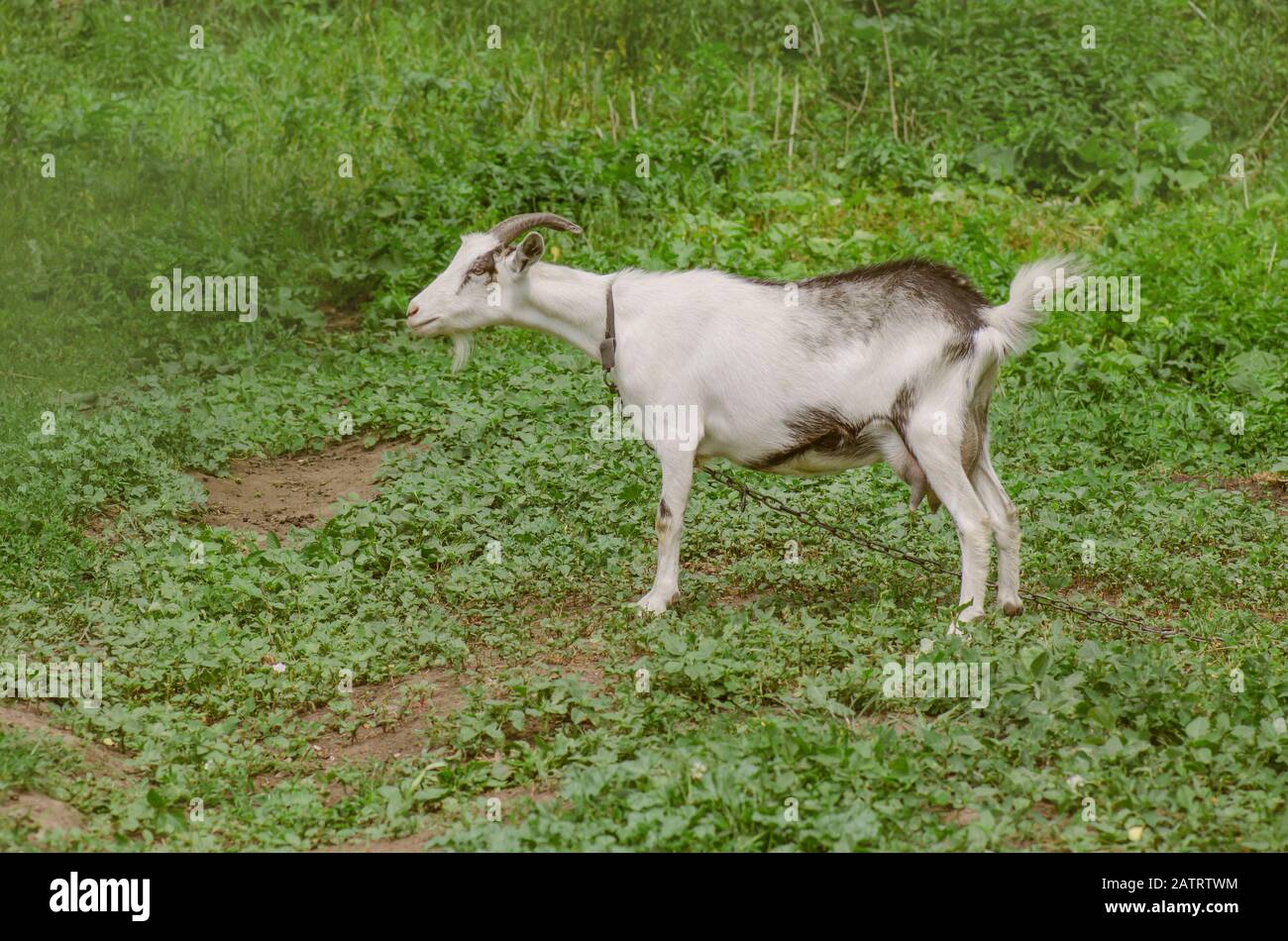 Goat outdoor hi-res stock photography and images - Alamy