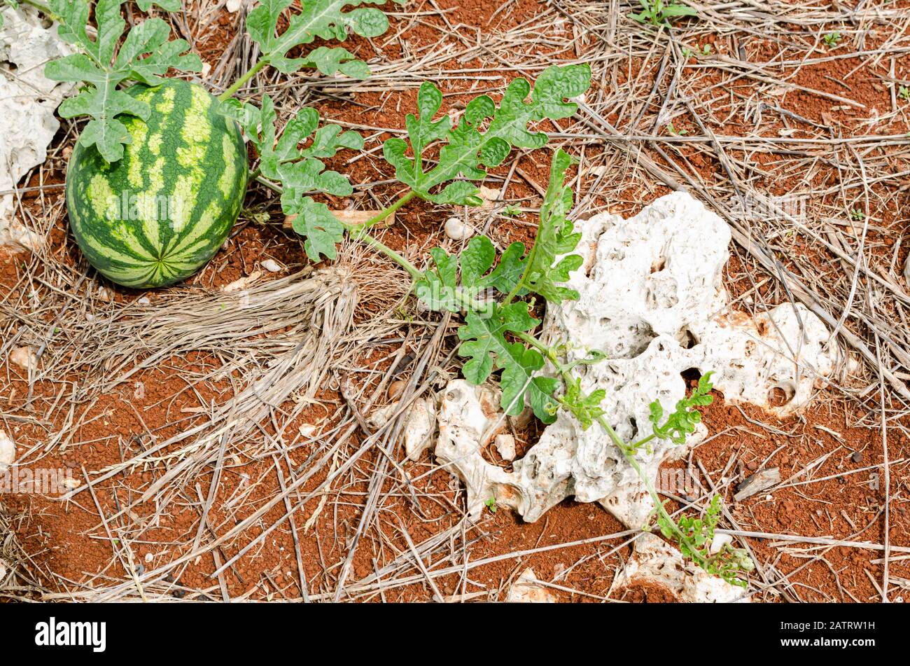 Watermelon On Vine Stock Photo - Alamy
