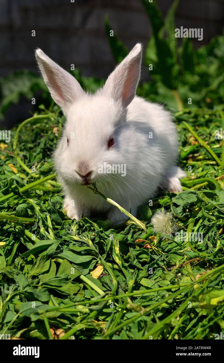 Rabbit in spring green grass background. White rabbit sitting on green ...