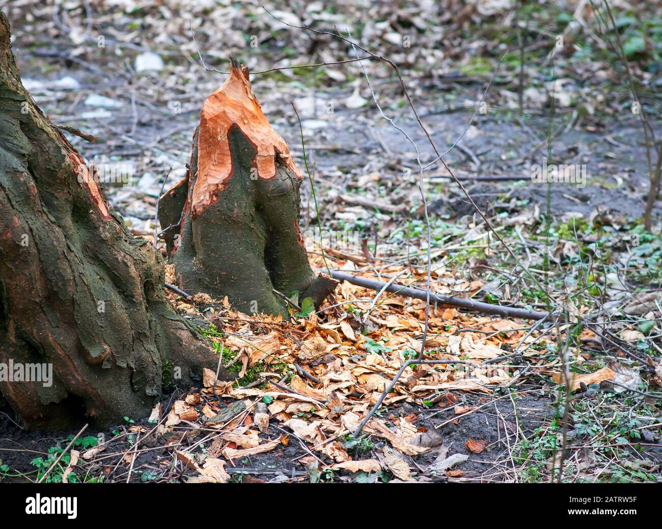 Beaver teeth marks on bark hi-res stock photography and images - Alamy