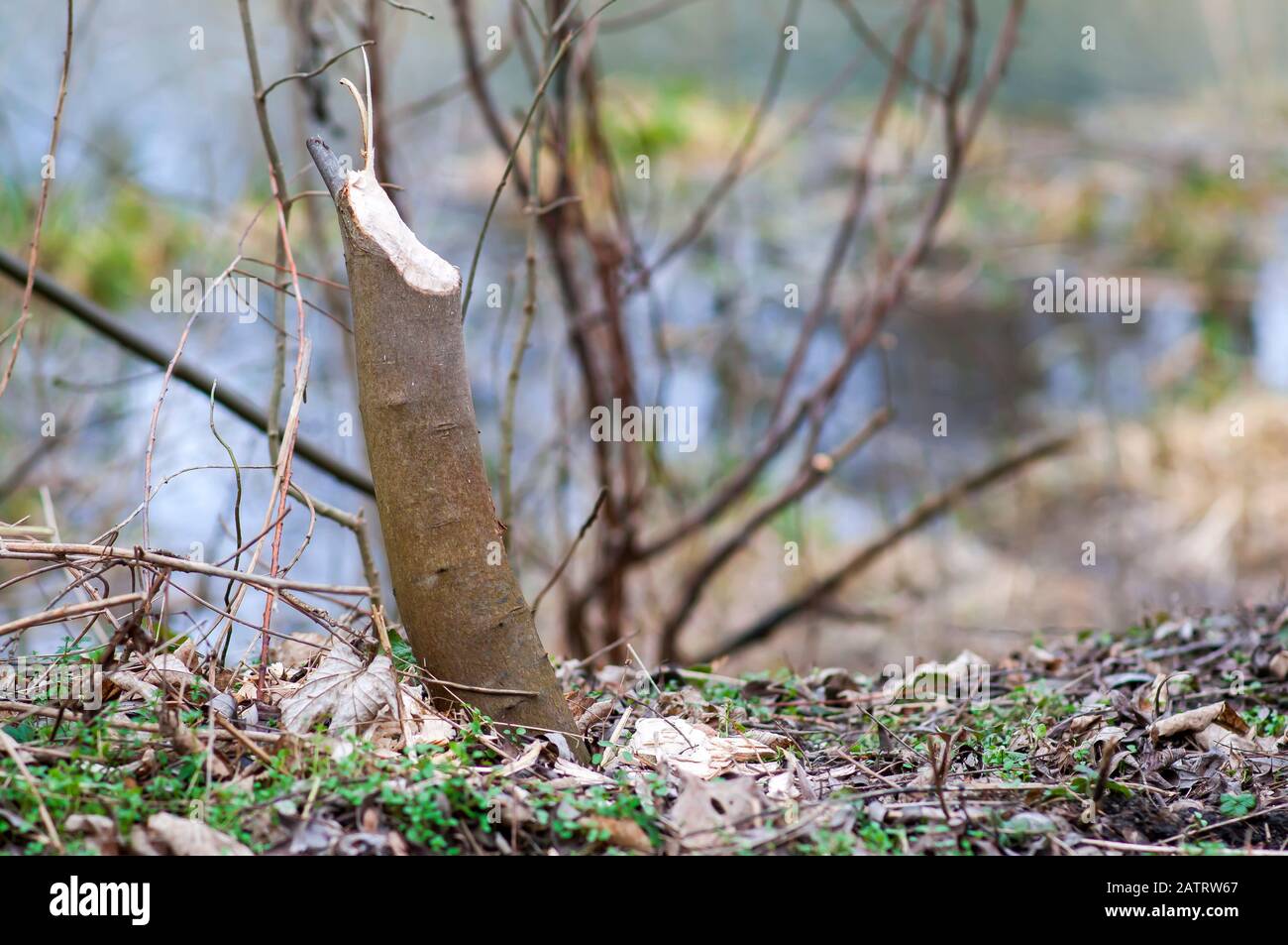 Eurasian beaver cuts on the tree. Beaver damage Stock Photo - Alamy
