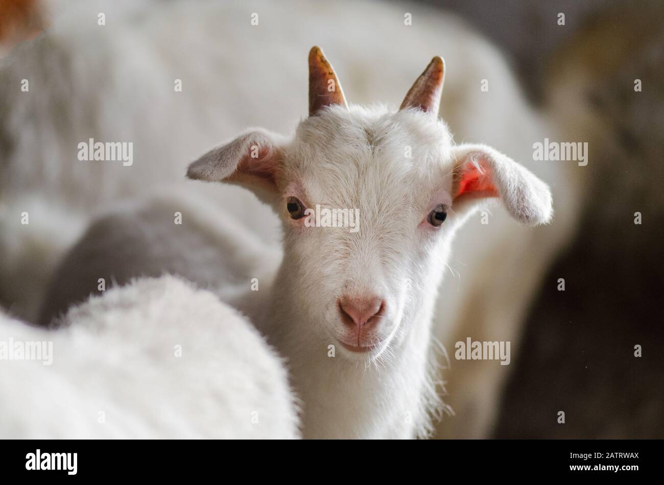 White goats in barn. Domestic goats in the farm. Lovely white kid goats ...