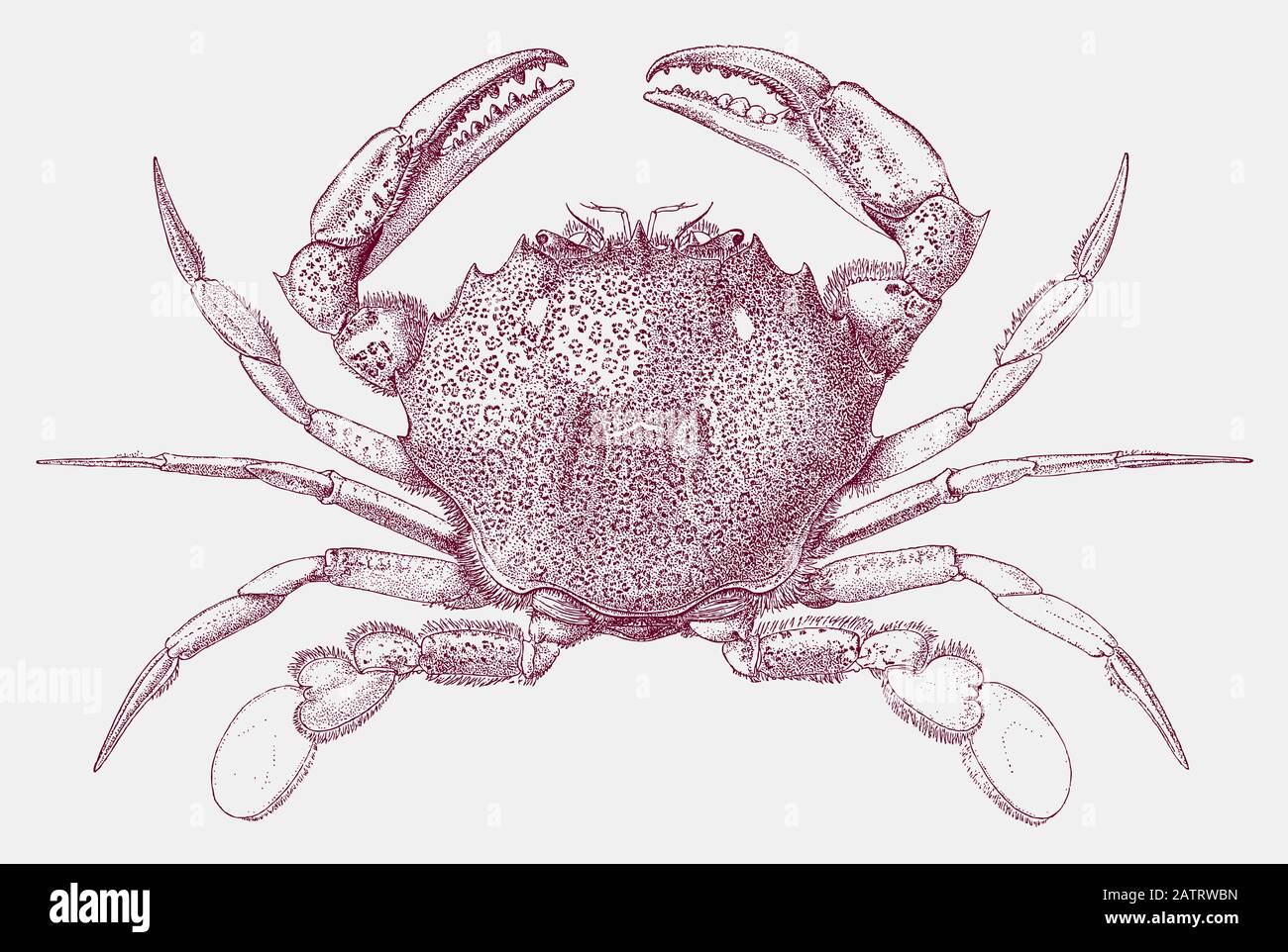Lady crab, ovalipes ocellatus from eastern north america in top view ...