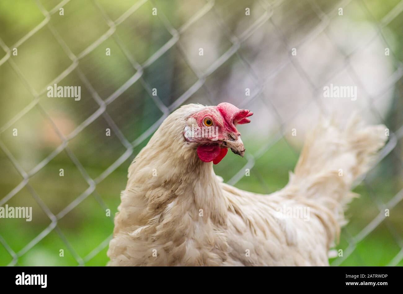 Hen in field farm. Close up photo of cock outside. Chicken living ...