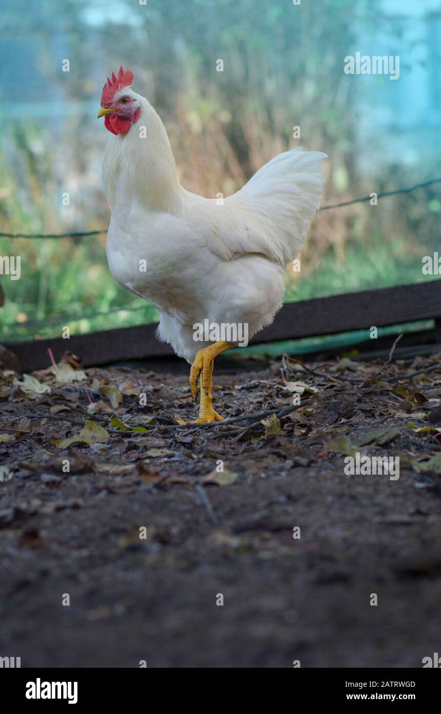 Friendly white hen in a farmyard. Hen in free breeding. White hen on ...