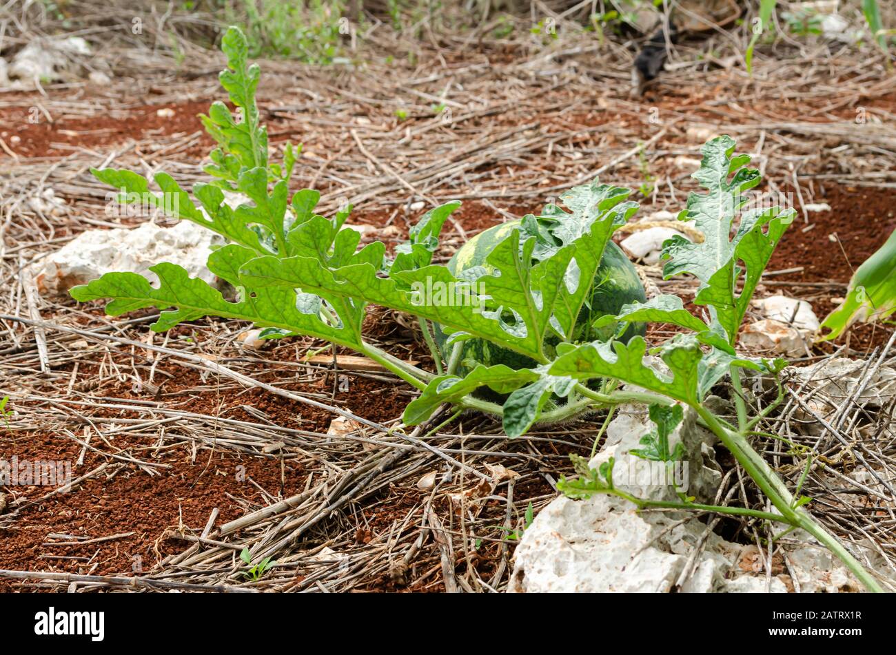 Watermelon vine hi-res stock photography and images - Alamy