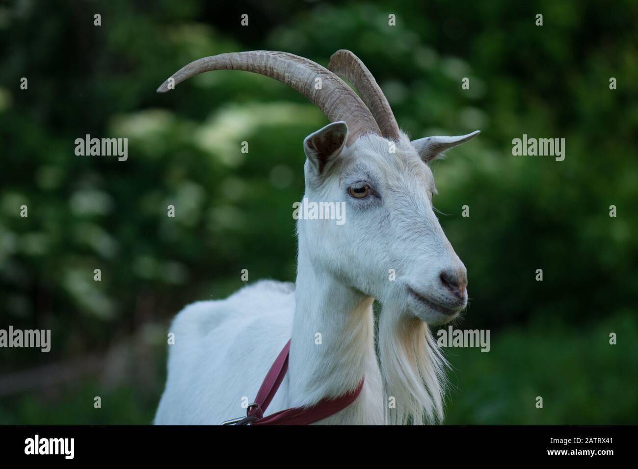 Goat on the green meadow . Close-up goat at sunny countryside Stock ...