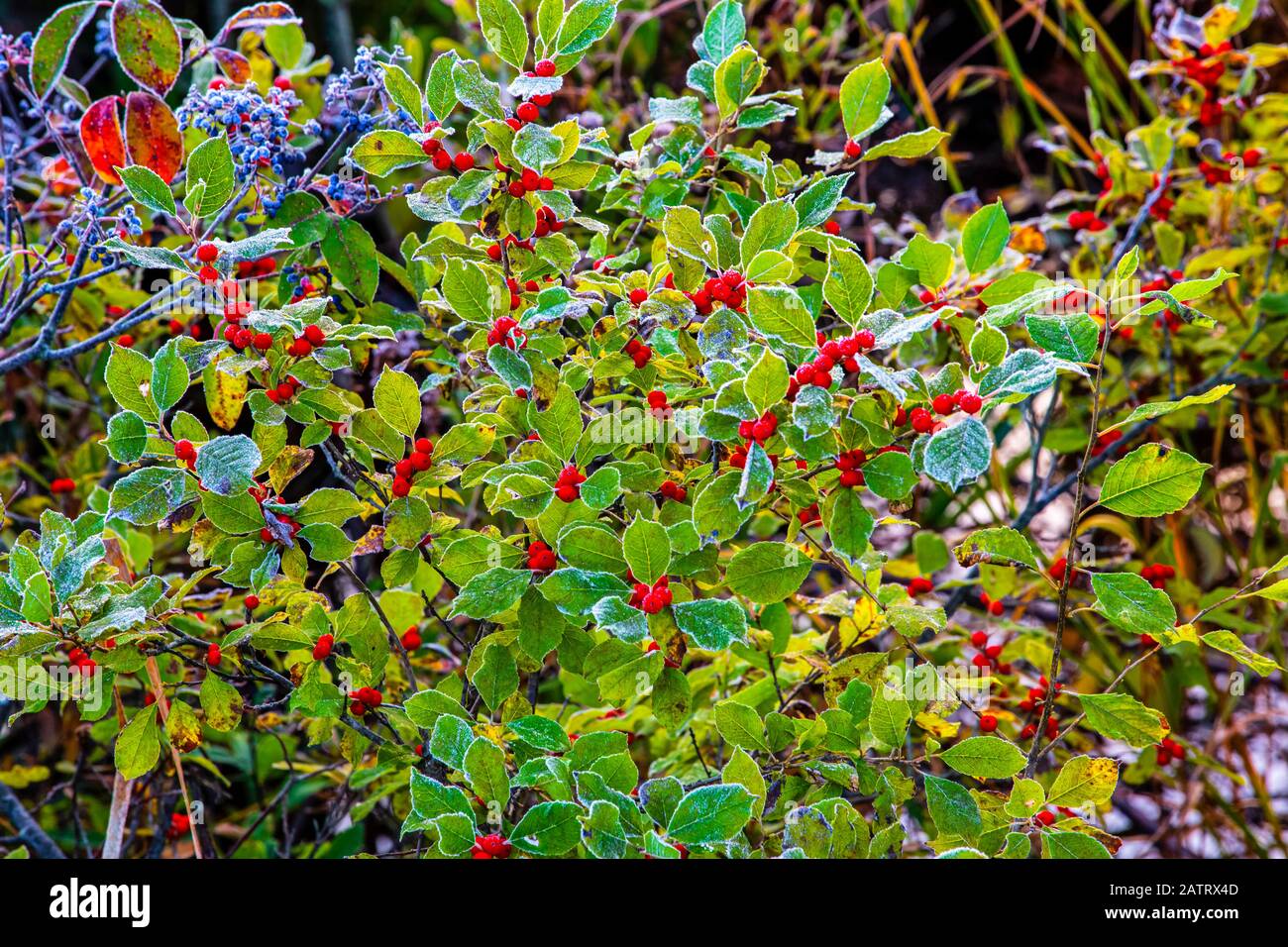 Autumn red berries with frost; Quebec, Canada Stock Photo - Alamy