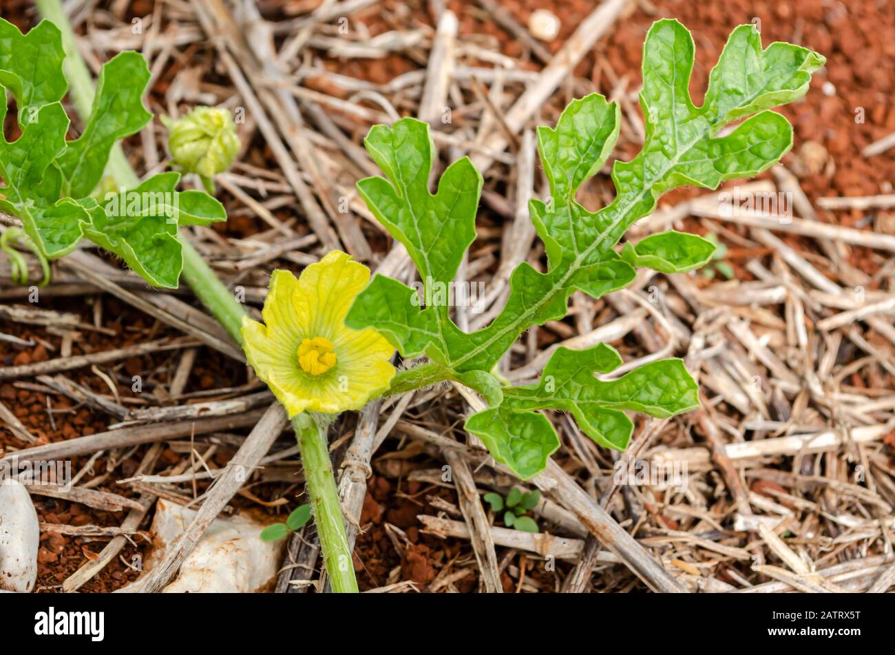 Watermelons blossom hi-res stock photography and images - Alamy