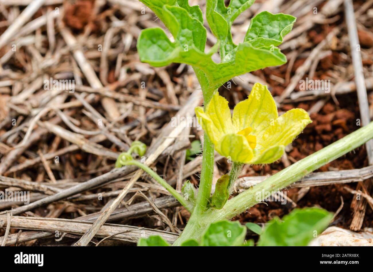 Watermelon flower hi-res stock photography and images - Alamy