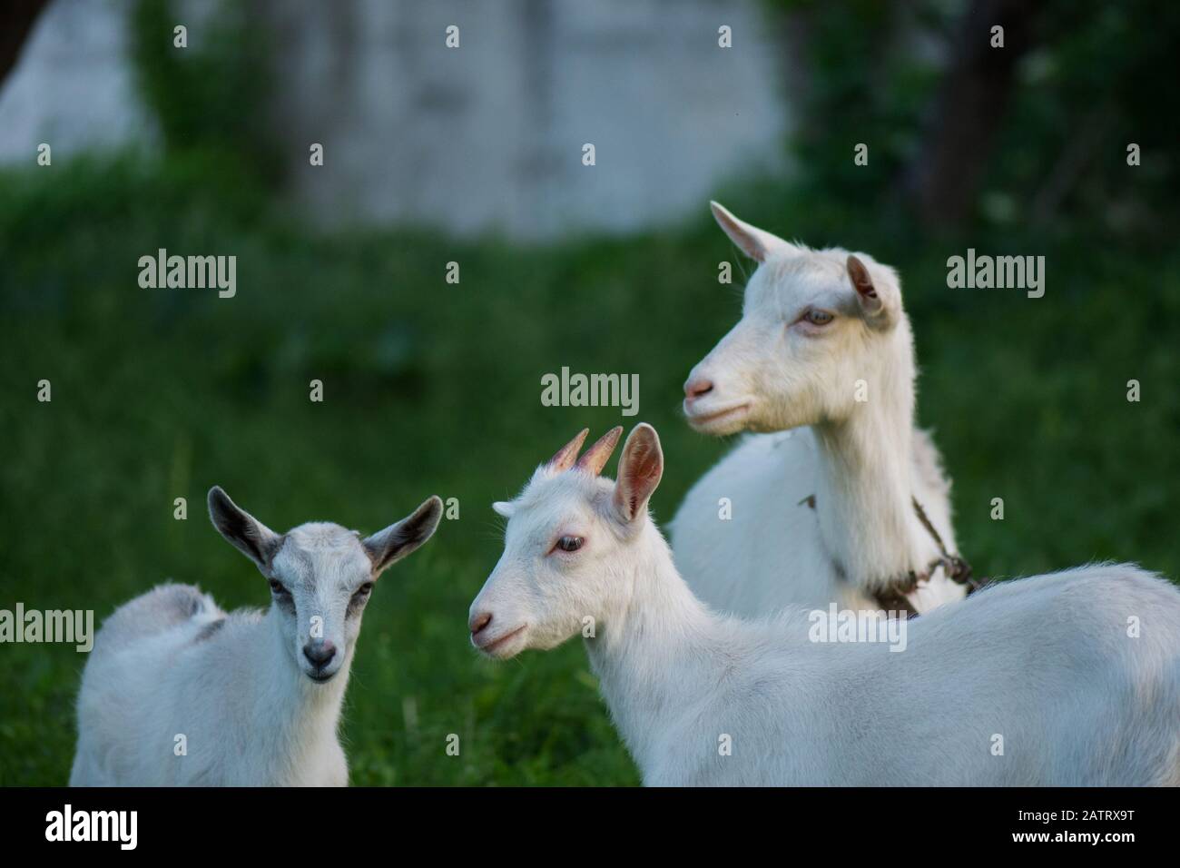 Goats standing among green grass. Goat and goat kid. Herd of farm goats ...