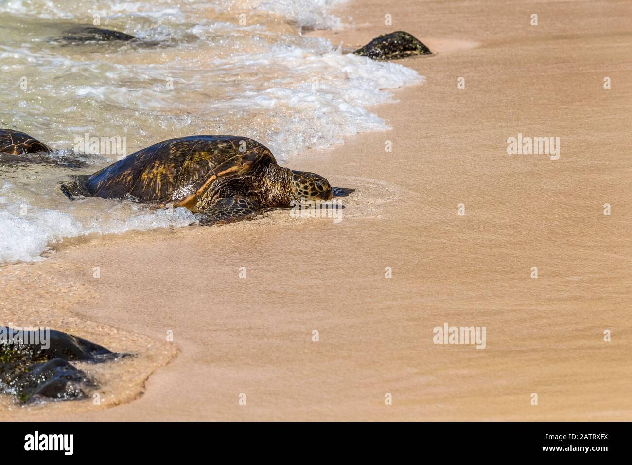 Endangered Green sea turtles (Chelonia mydas) emerge from the surf to sunbathe on a popular ...
