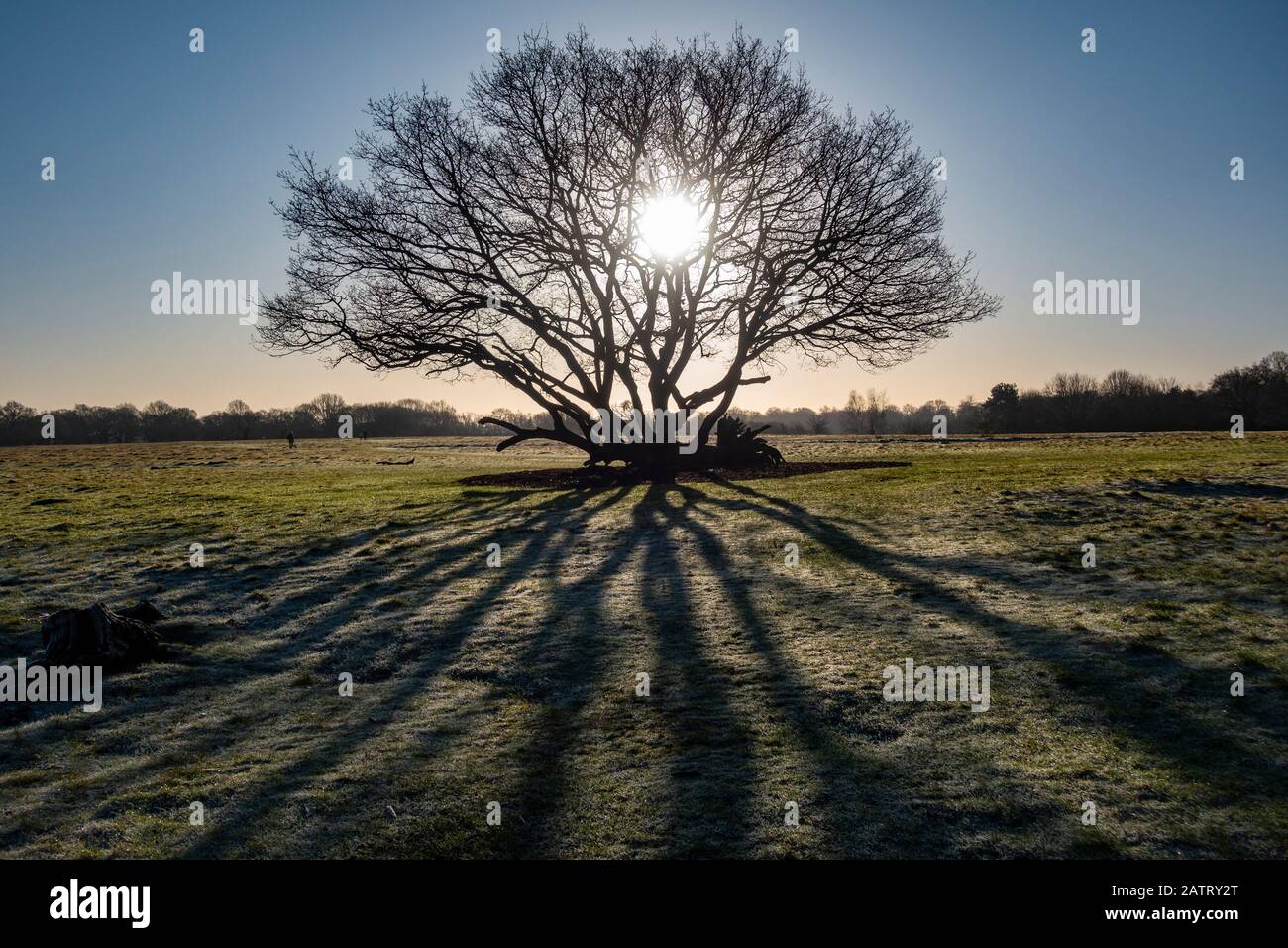 Back lit tree hi-res stock photography and images - Alamy