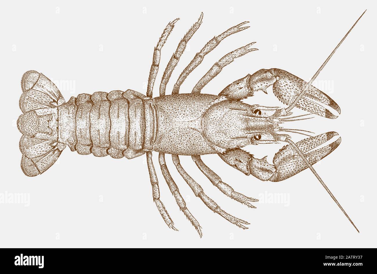 Orconectes limosus Stock Vector Images - Alamy