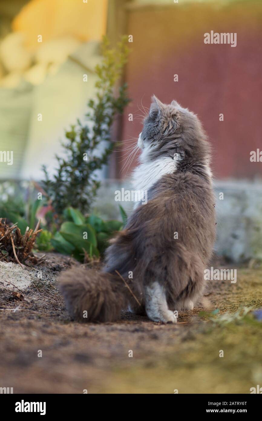 Look back cat in flower bed. Cute little kitten in the garden. Grey cat ...