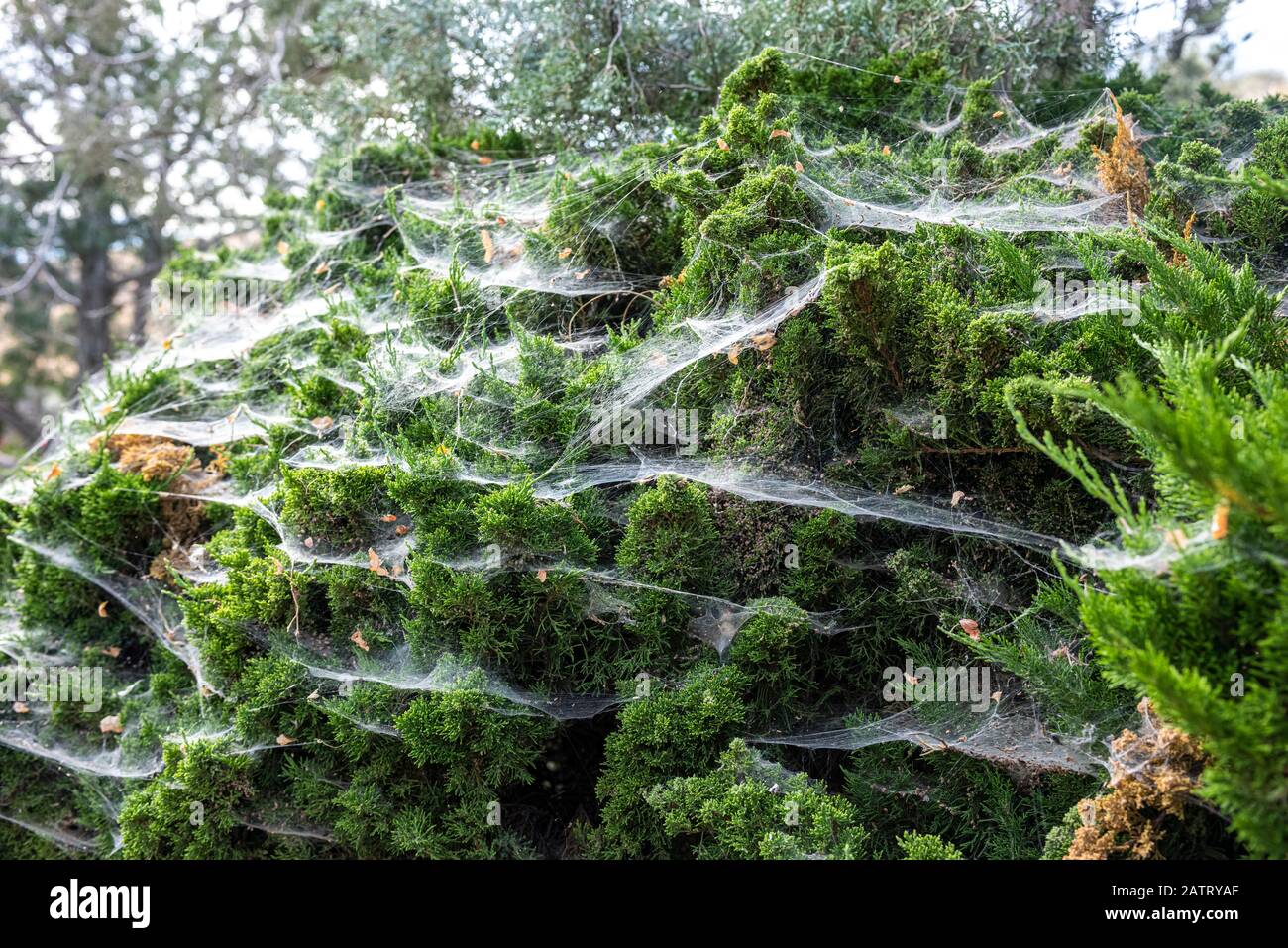 Spider webs covering an evergreen Juniper bush creating a spooky ...