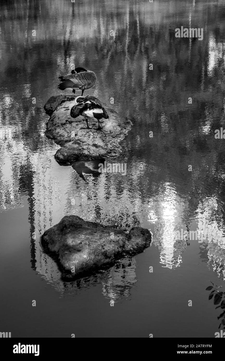 Pond in urban park Black and White Stock Photos & Images - Alamy